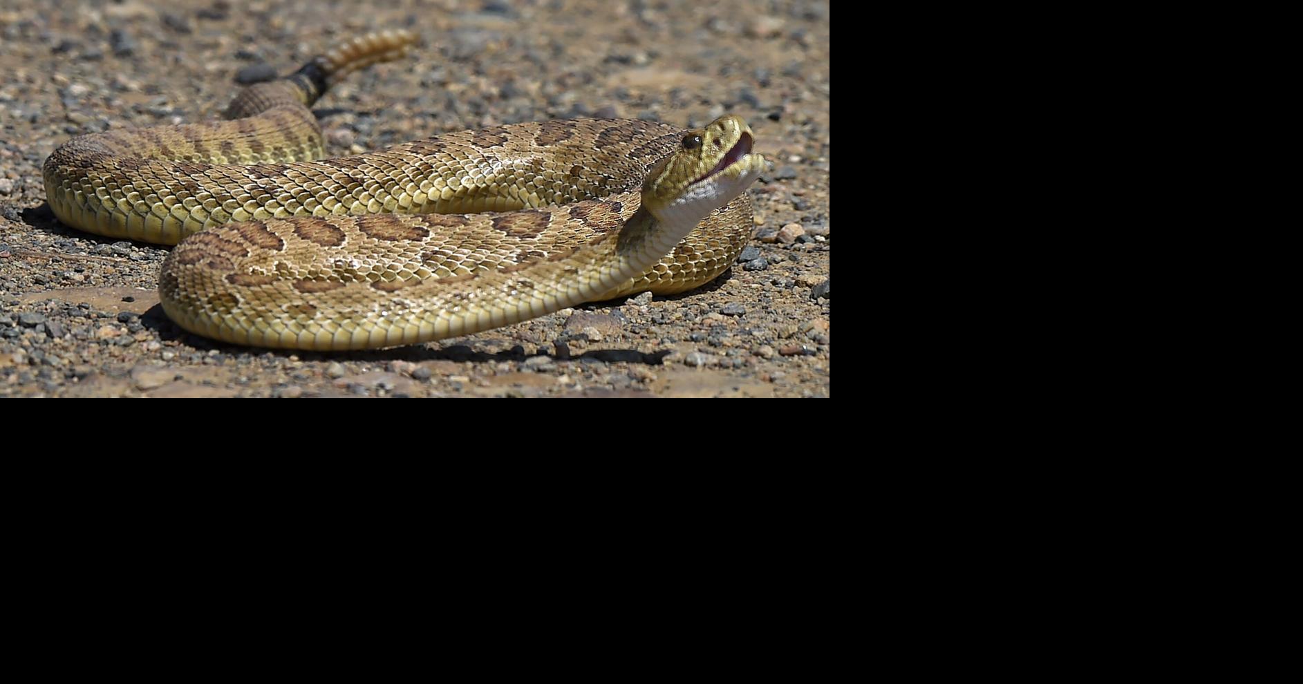 Dog snake-breaking clinic June 10