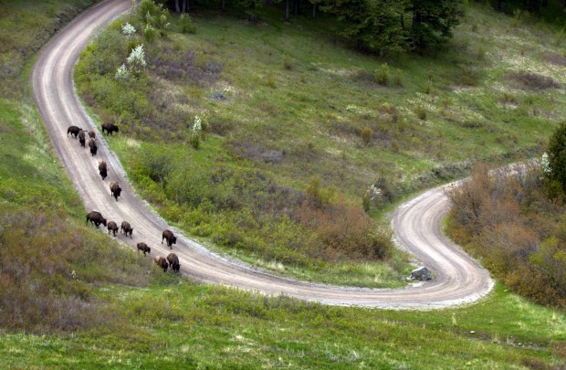 National Bison Range drive opens as calves, flowers arrive