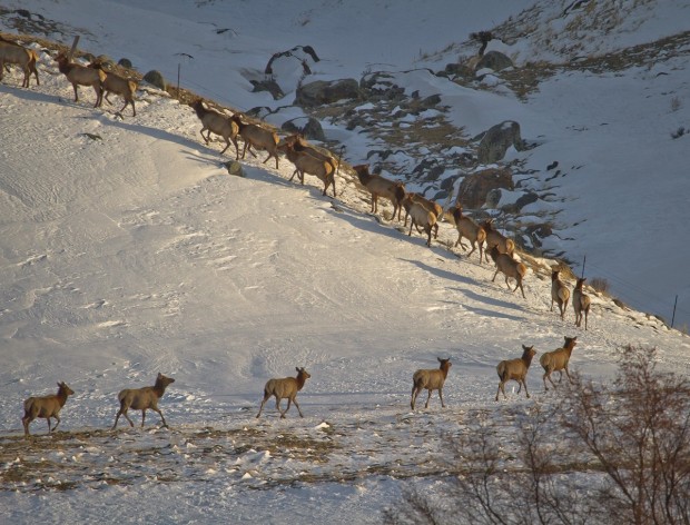 Yellowstone's migratory elk face ecological challenges