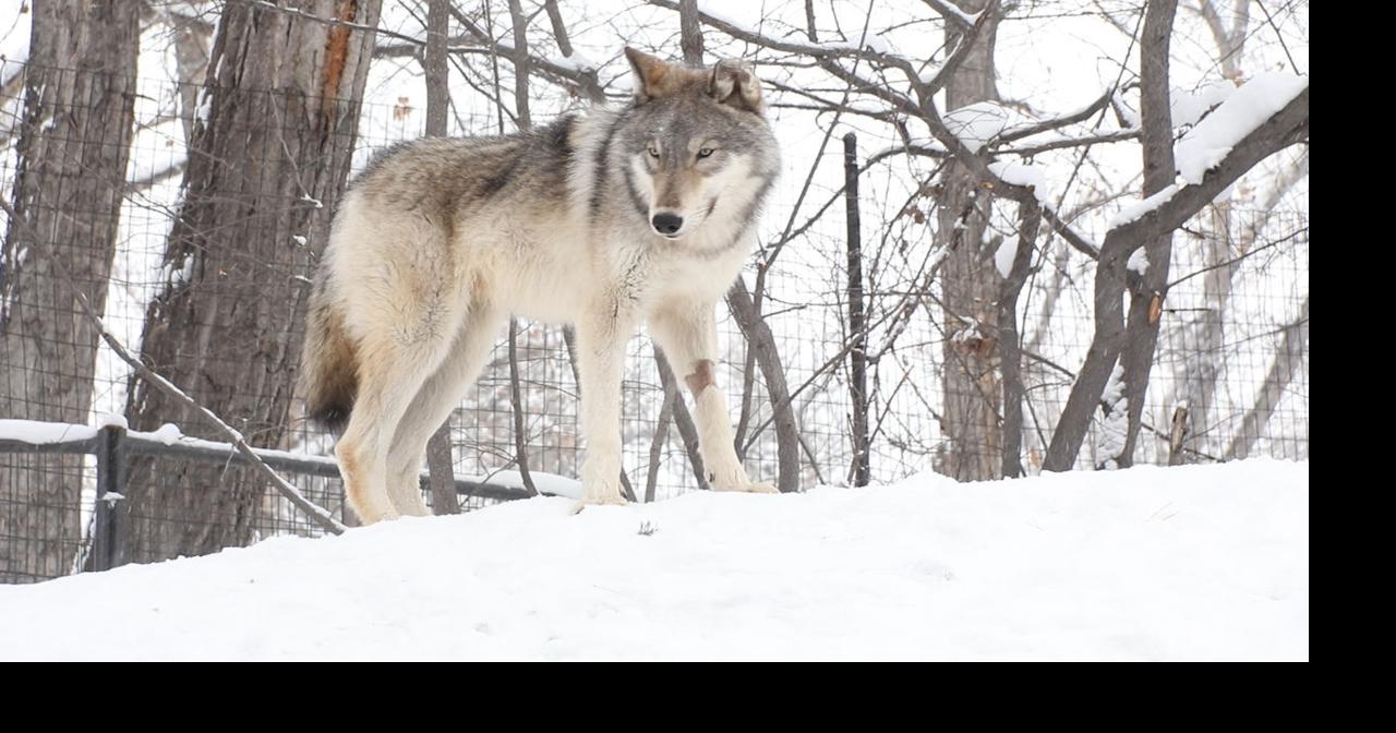 Jeff the Nature Guy explains why Simpson the wolf needs surgery