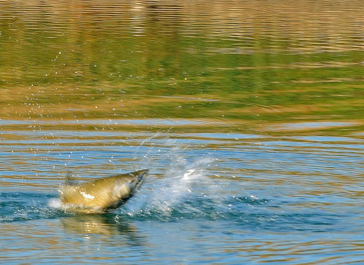 Hooked on salmon: Fall chinook snagging draws anglers to Fort Peck ...