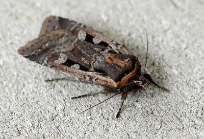 What's with all the moths? Miller moths a pest for people, but become a ...