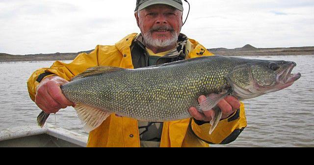 Fort Peck walleye spawn begins