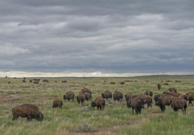 American Prairie Reserve offers bison hunts