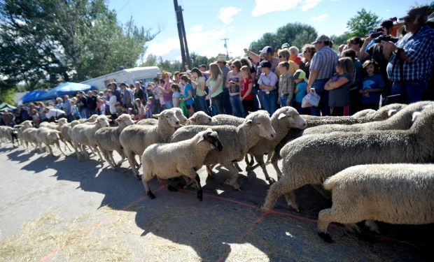 Thundering herd: Sheep drive continues to evolve, drawing thousands to ...