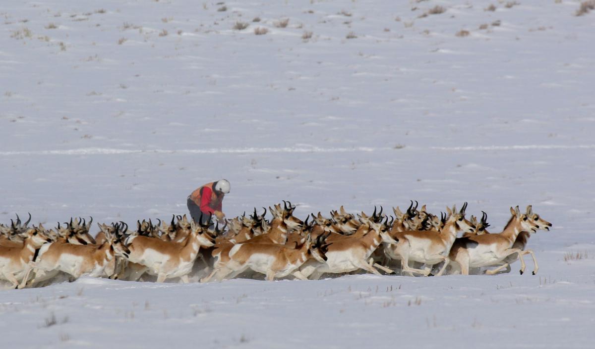 Wyoming collars more pronghorns to improve data on migration movements ...