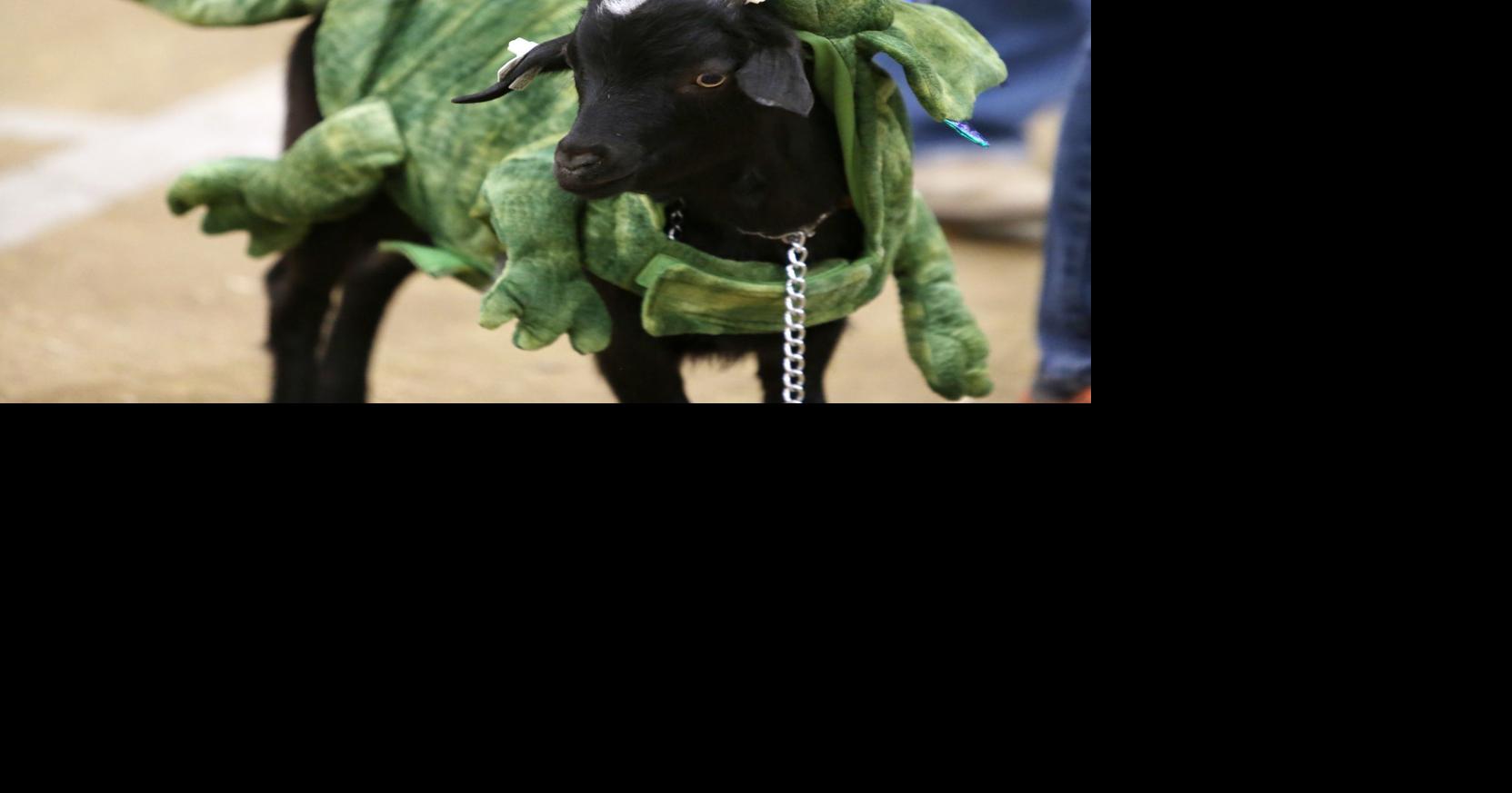 Photos: 4-H Costume Animal Parade