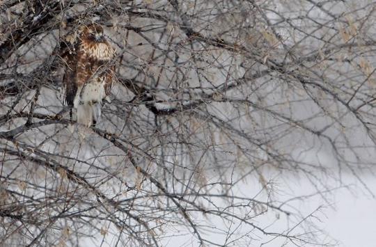 Frigid snowy weather returns