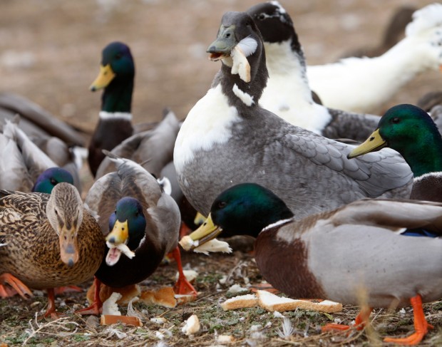 Bakery outlet closures leave customers scrambling