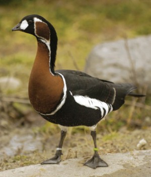 Business breeds rare waterfowl: Endangered birds are raised for release ...