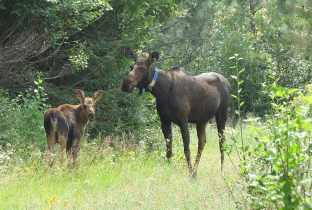Researchers tracking 25 collared moose in NE Washington