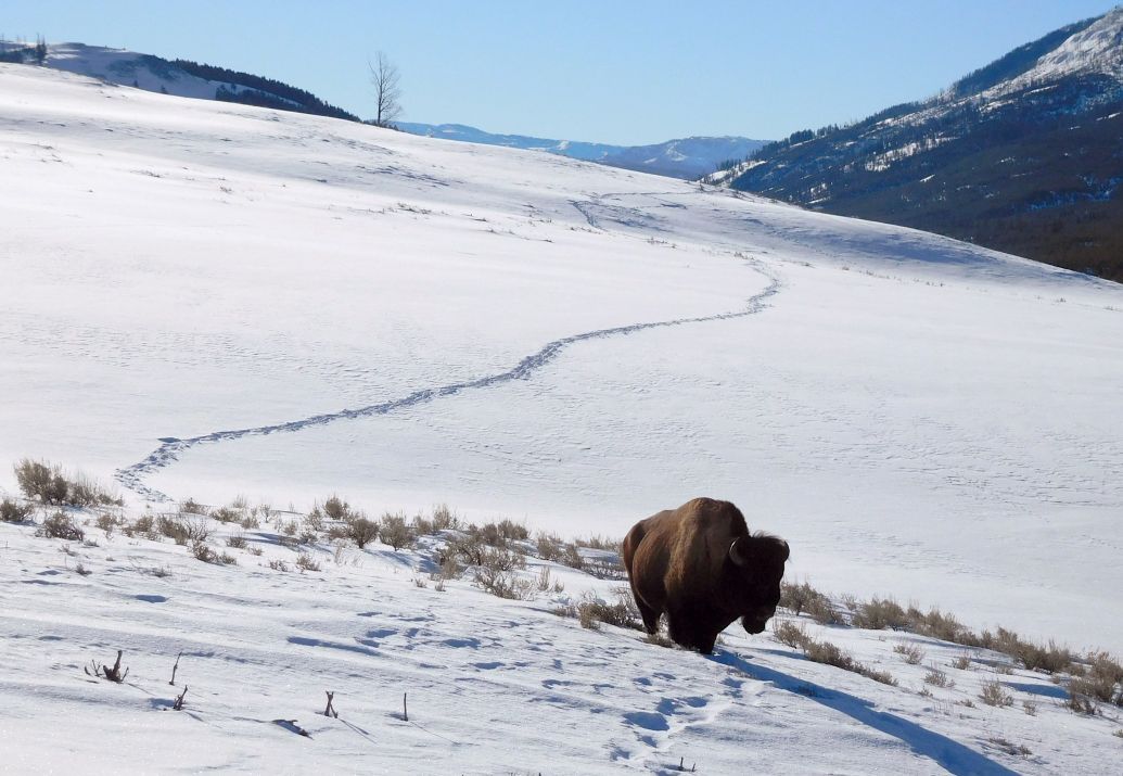 Migration control closes bison area near Yellowstone