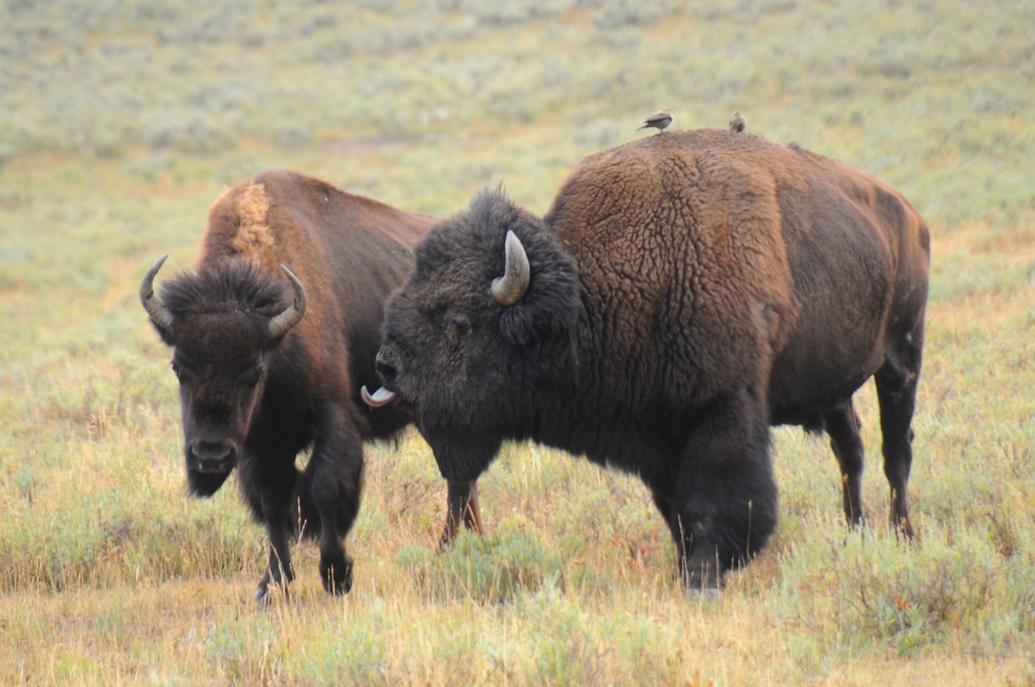 DNA research offers new date for bison migration to North America