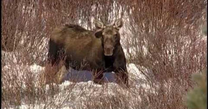 FWP posts moose video