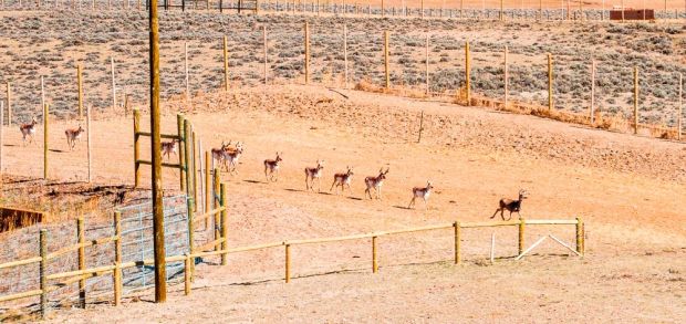 Wyoming pronghorn acclimating to wildlife overpasses during fall migration