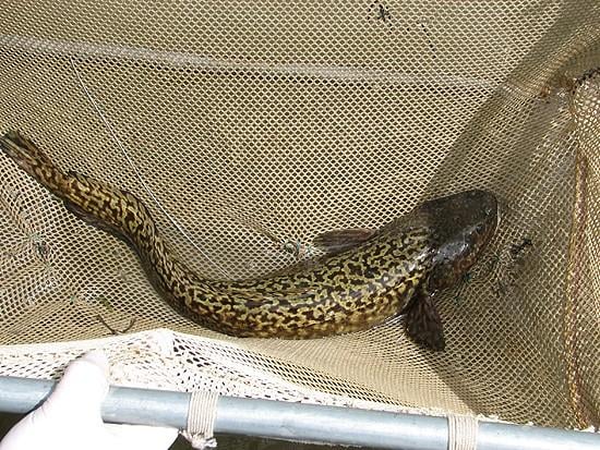 Burbot earns ugly duck-ling status in Montana | Outdoors Features ...