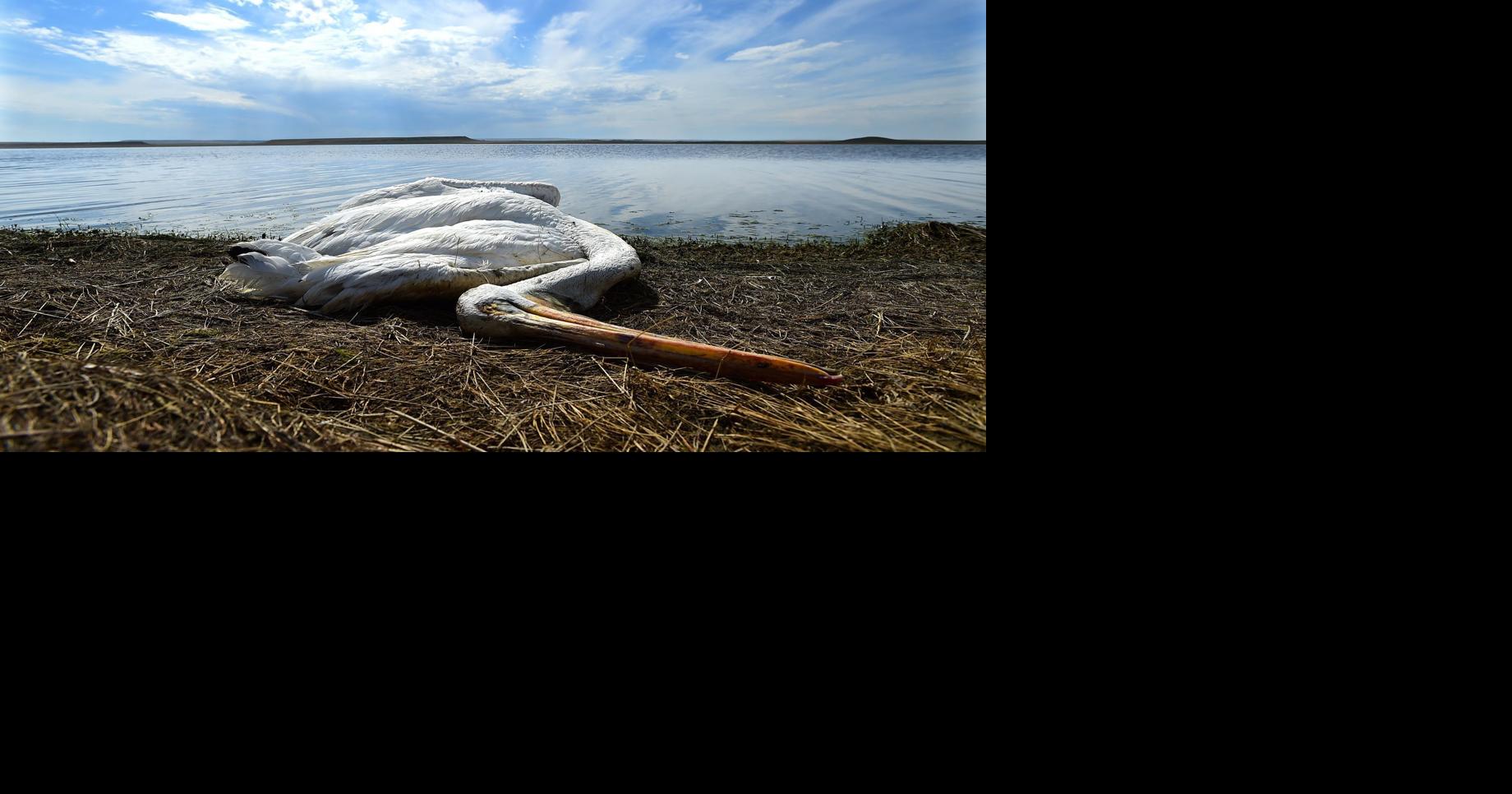 Thousands of bird carcasses will stay at Big Lake as officials watch ...