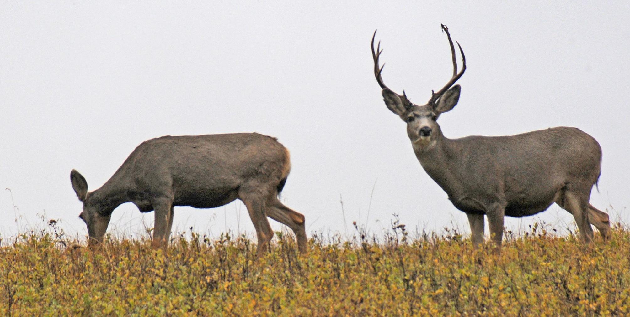 Fish and Wildlife Commission cuts mule deer hunting licenses