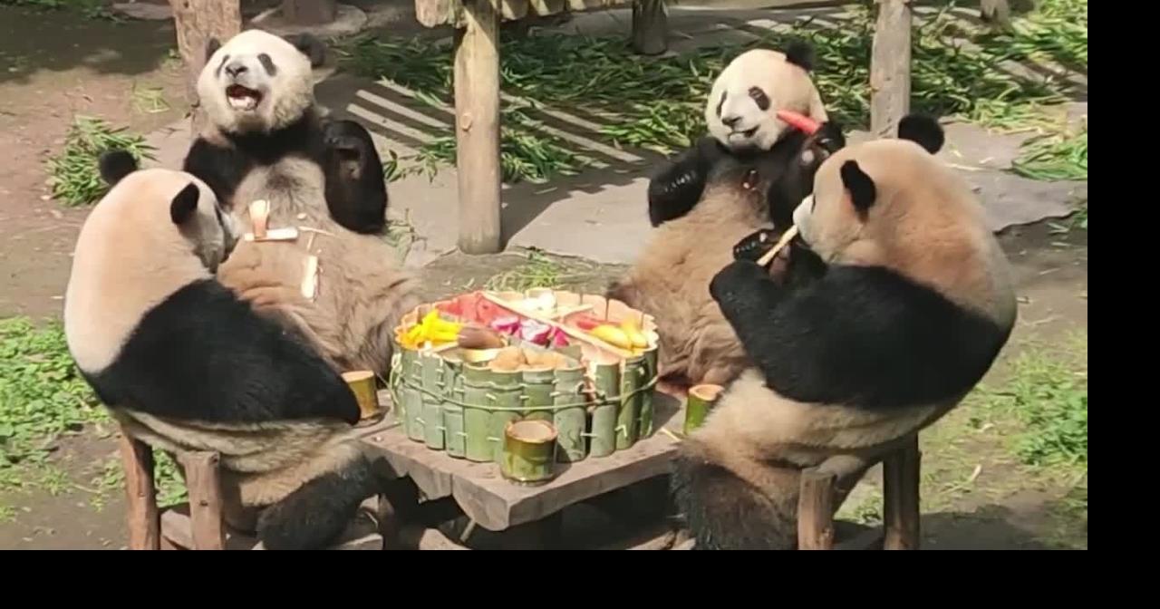 Four adorable giant pandas sit around table and feast on fruits in China