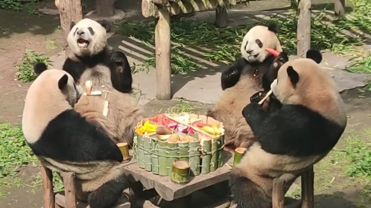 panda sitting down eating