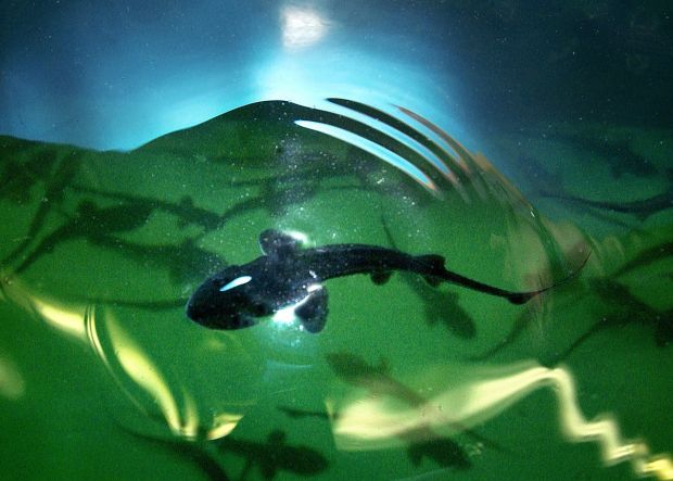 Lawsuit filed over fate of dinosaur-like river fish