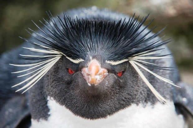 Livingston photographer plans monthlong trip to cold continent