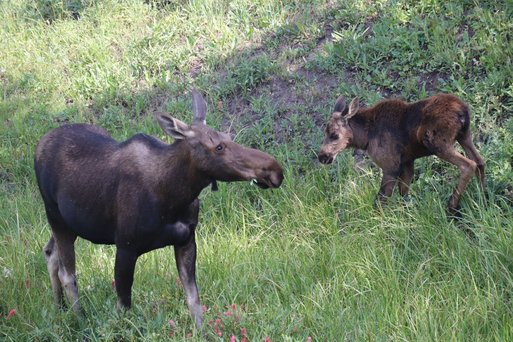 Angler shoots Wyoming moose in self defense