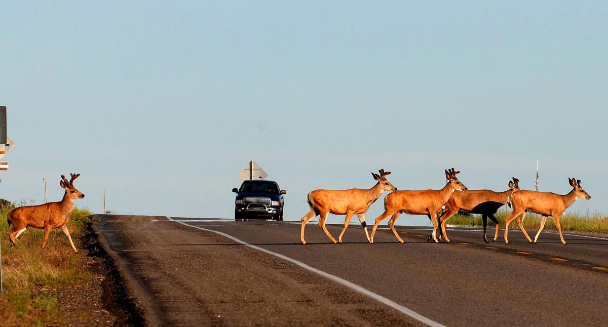 Mule deer crossing Highway 3 on Monday