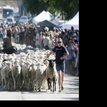 Sheep run down the streets of Reed Point