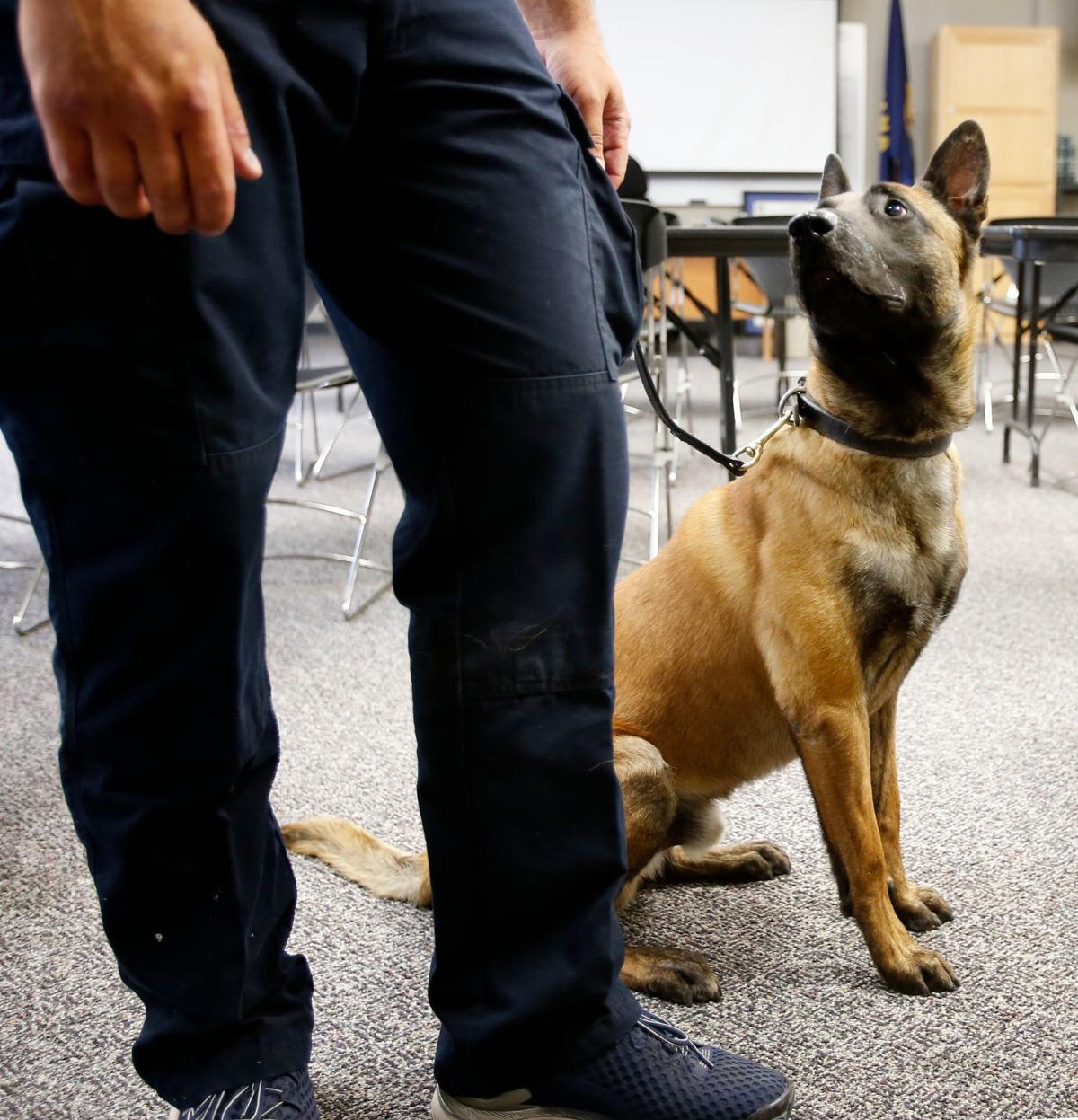 Photos: Billings Police Department K9 unit Photos: Billings Police Department K9 unit