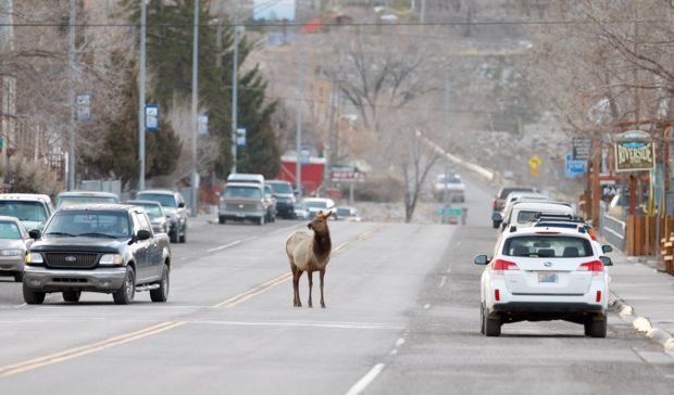Percentage of northern Yellowstone elk migrating into Montana increasing