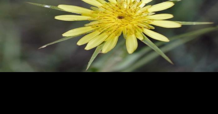Wyoming outdoors: Spring flower show in full bloom