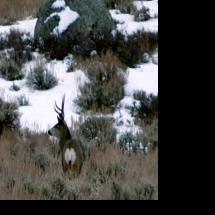 Big-game migration routes mapped in Wyoming
