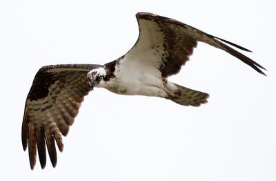 Learn about osprey at 3 free programs
