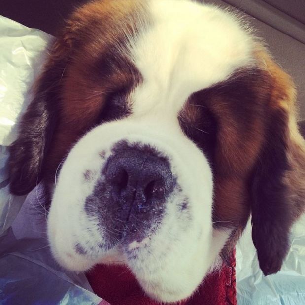 Walter, Billings' most popular big dog, died Wednesday