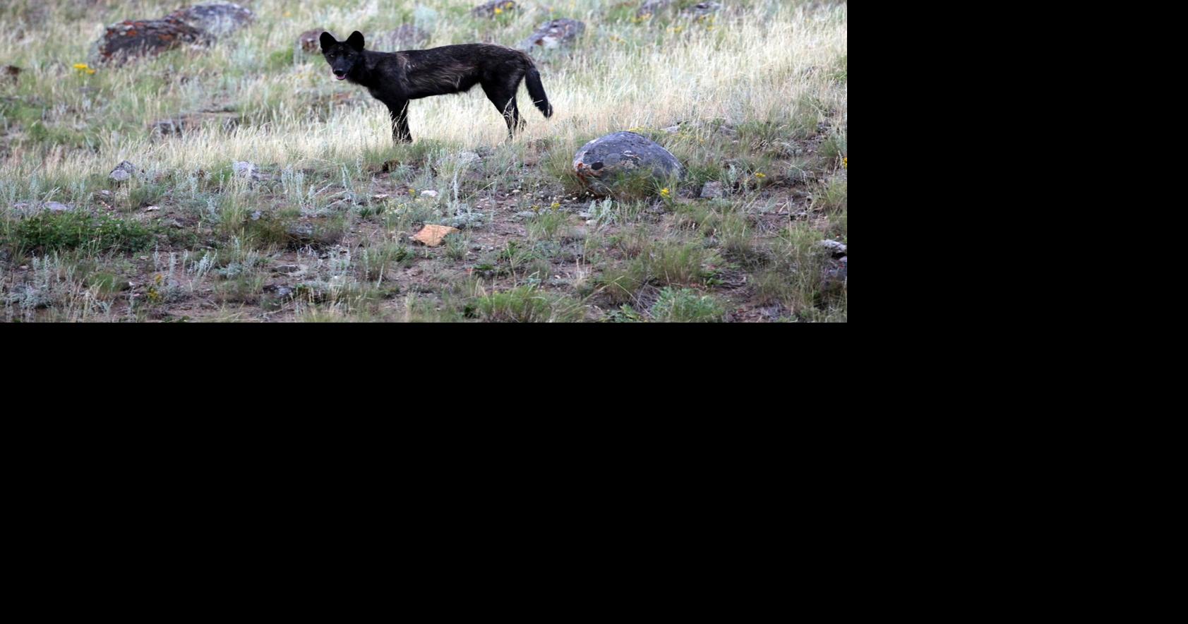 New lawsuit filed against state of Montana over wolf hunting and ...