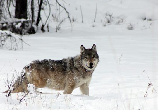 Annual Yellowstone report details 17 wolf deaths in 2024