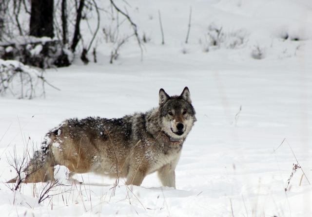 Annual Yellowstone report details 17 wolf deaths in 2024