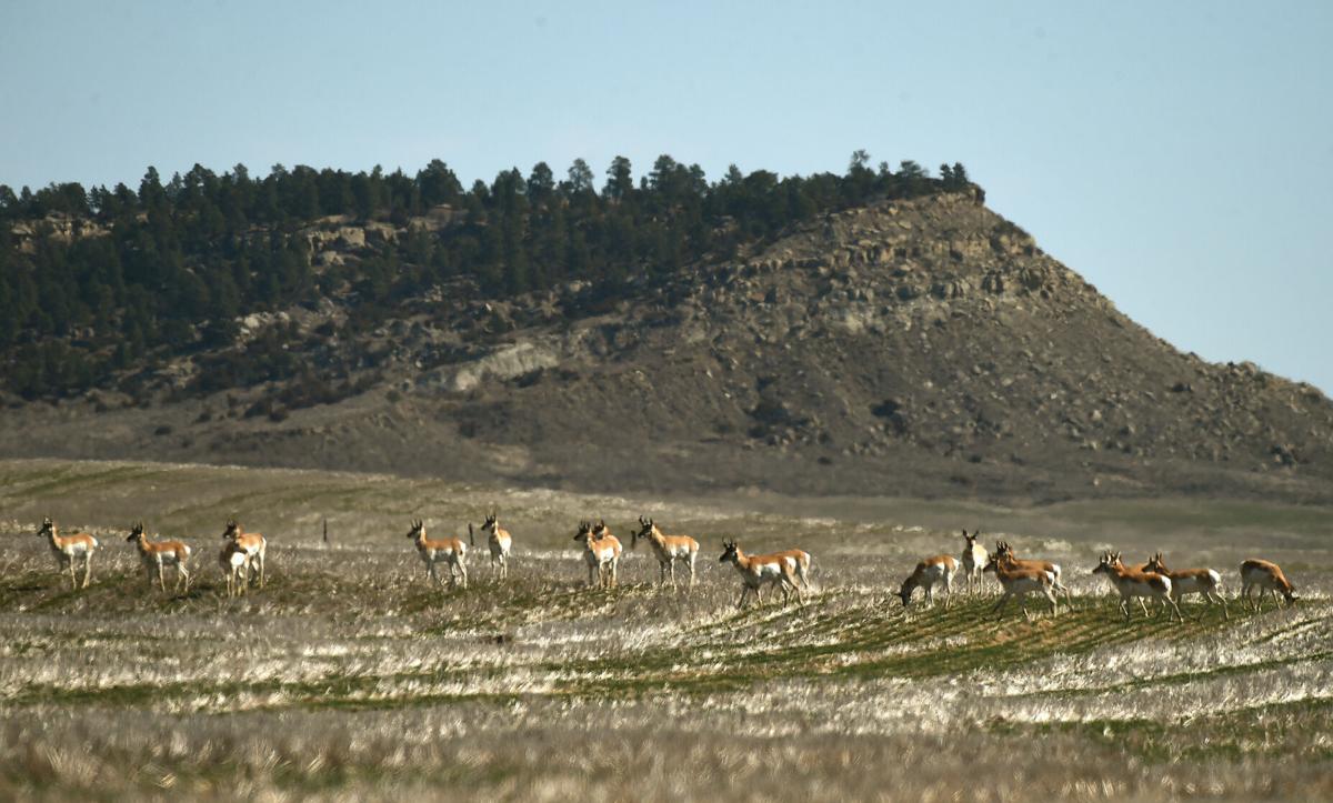 pronghorn