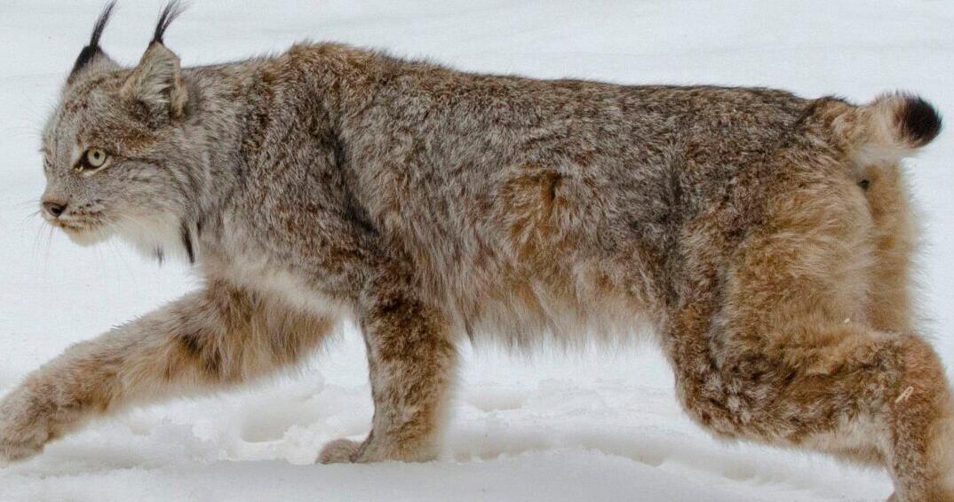 Canada lynx recovery plan for Lower 48 released