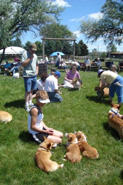 Corgis ready to go wild June 9