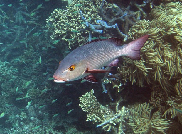 Great Barrier Reef reveals spectacular seascapes, responsibility to ...