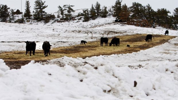 It's been a long, cold winter for ranchers