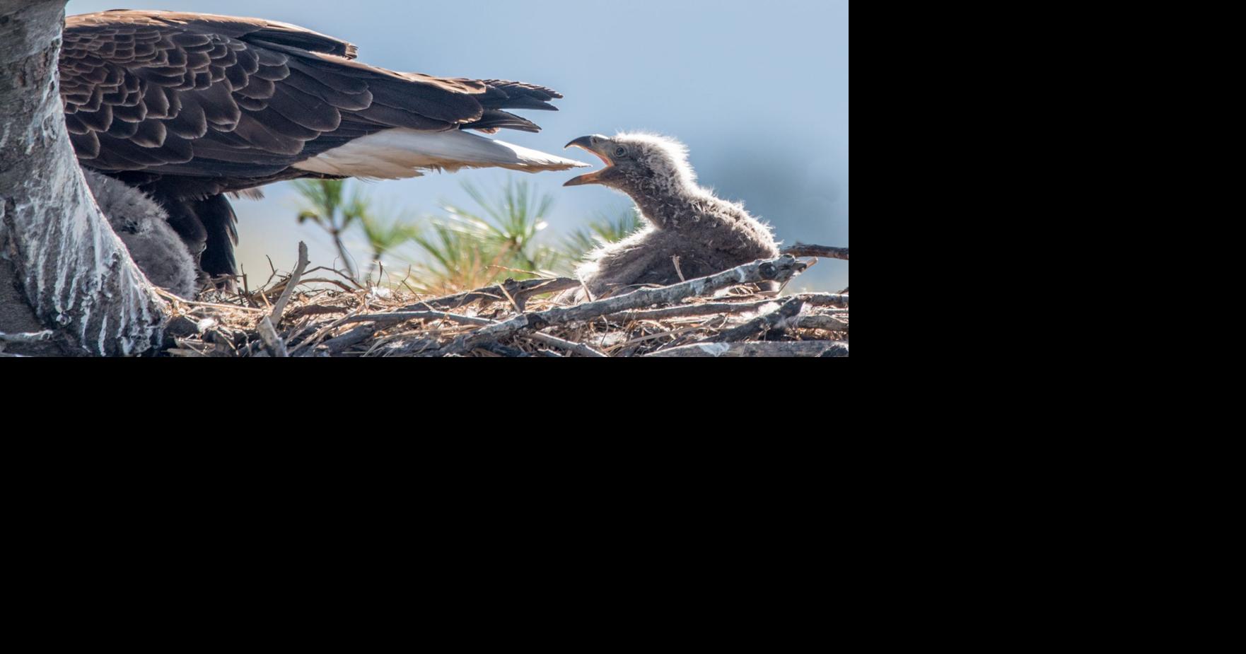 Livingston photographer focuses on birds in new book