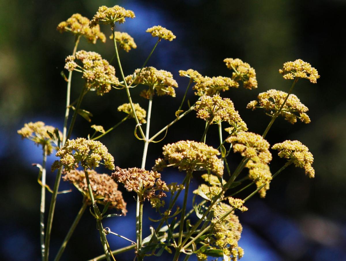 Yarrow: Smelly but healthy