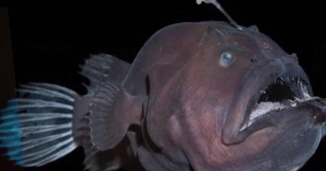 Here are 5 of the creepiest deep sea fish