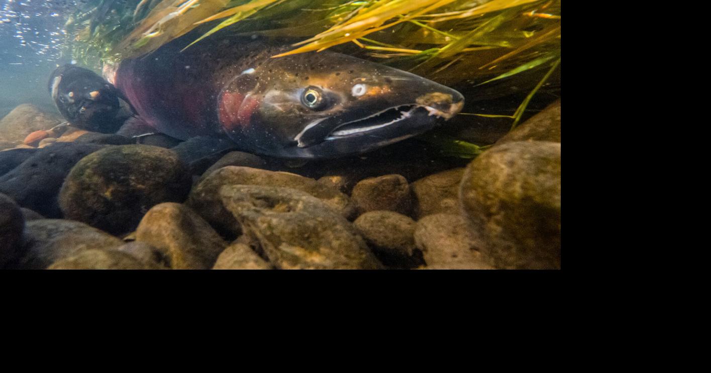 Presidential politics to affect Columbia salmon, steelhead