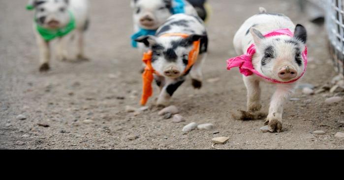 Pig racing in Bearcreek