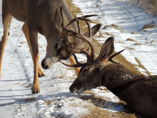 Idaho Falls men free buck trapped by fight