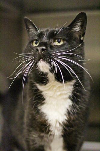 Pet of the week: Ragoo